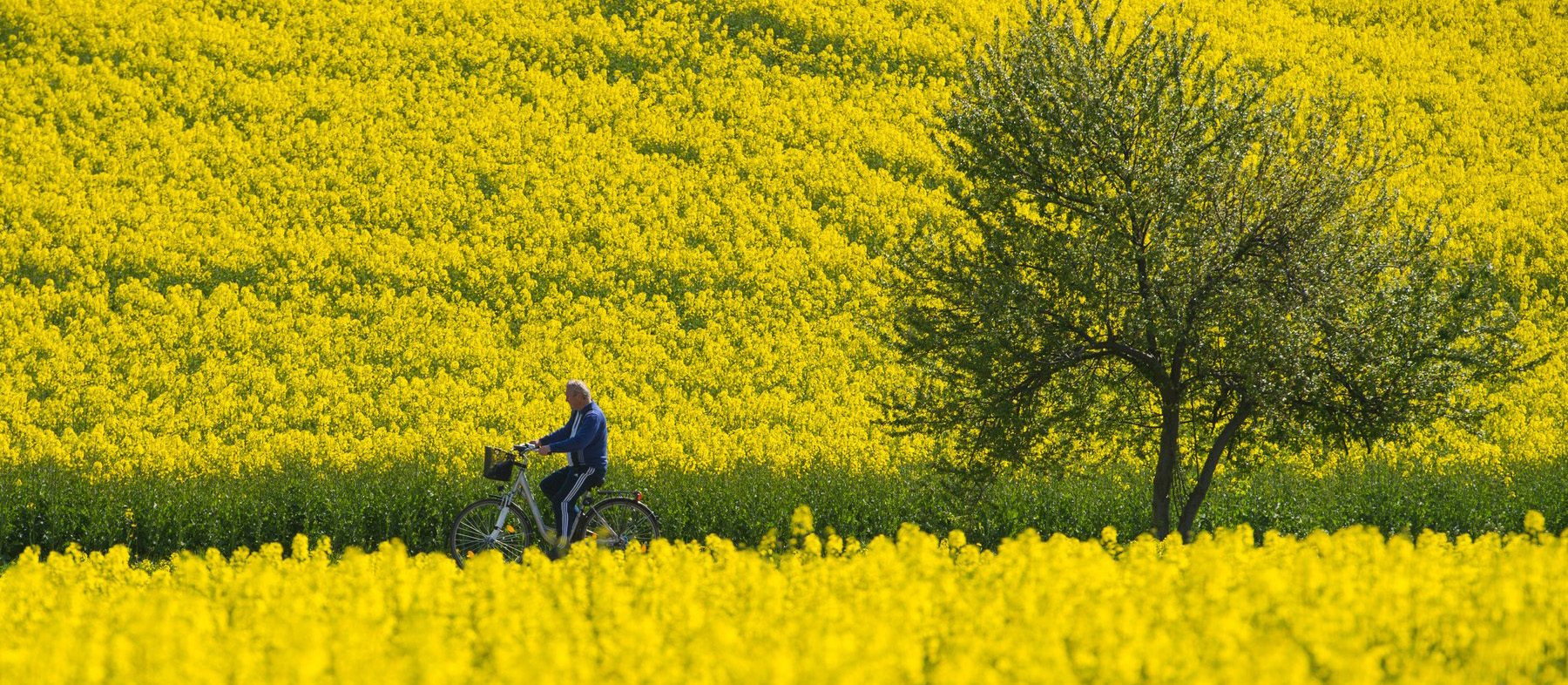 Najlepsze wycieczki rowerowe na wiosnę: podziwiaj kwitnące kwiaty z ...